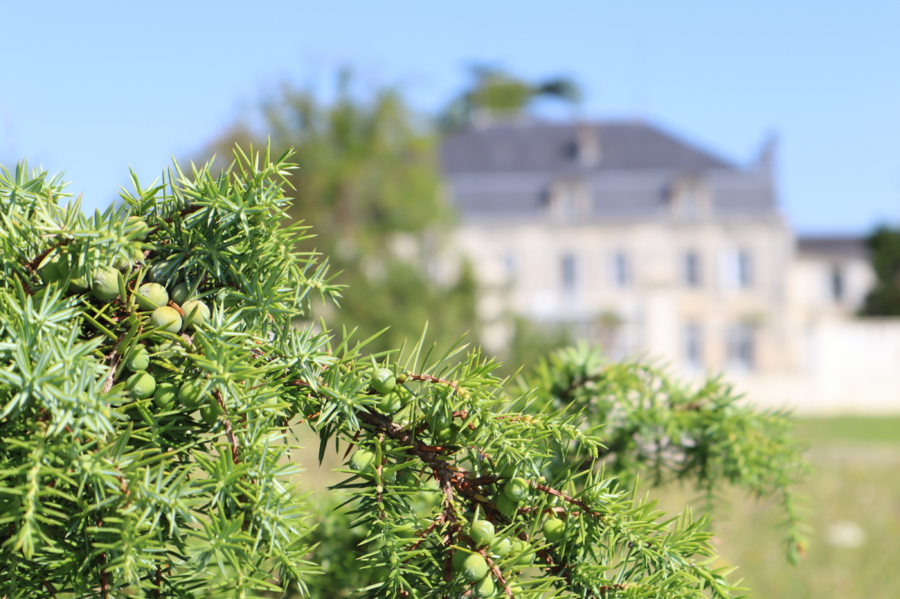 Citadelle Gin | Secrets Of French Gin | Citadelle Aromatic Gin